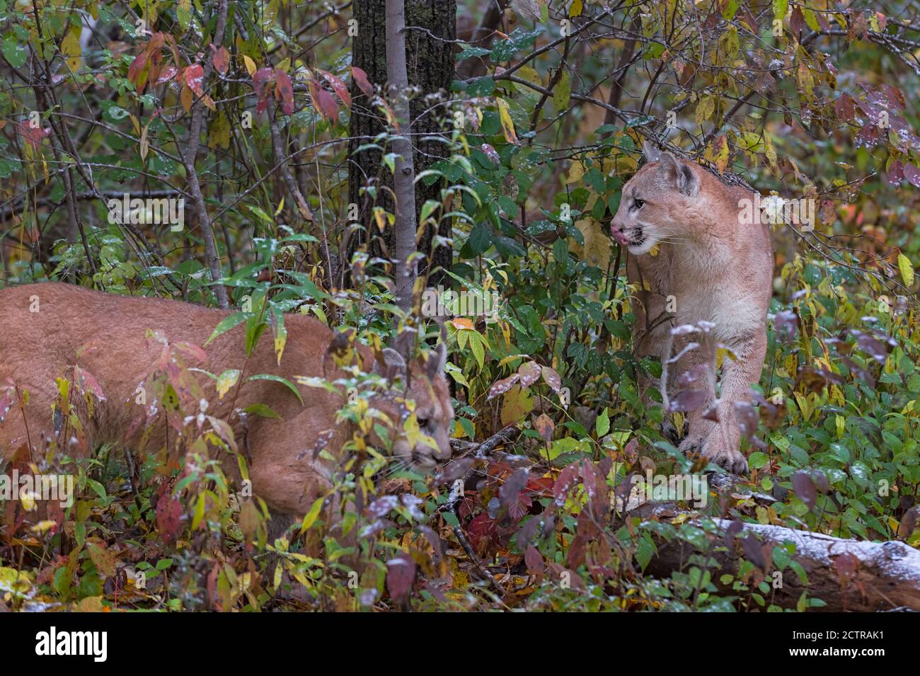 Puma in tree hi-res stock photography and images - Alamy