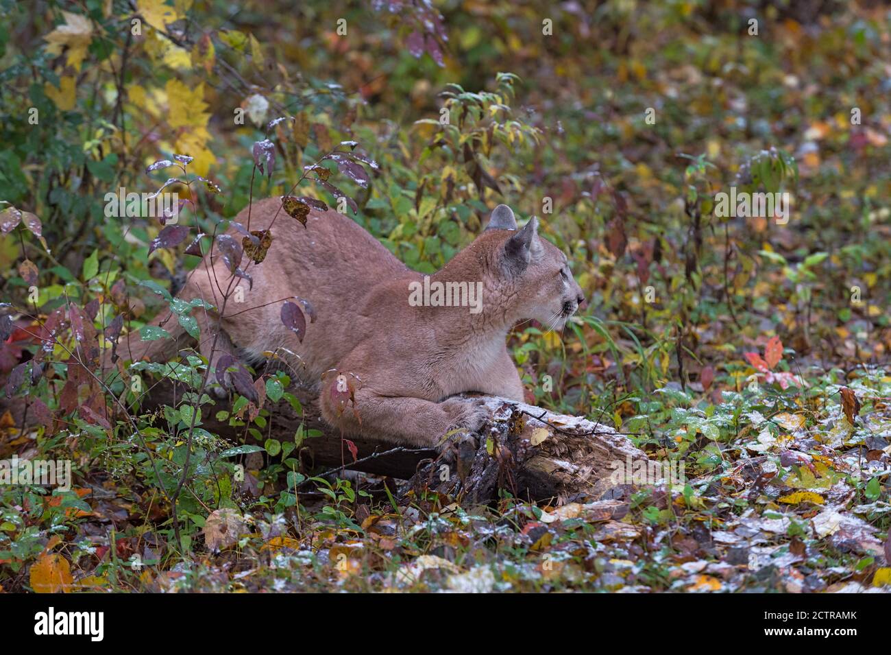Cougar (Puma concolor) Looks Up From Sharpening Claws on Log Autumn ...