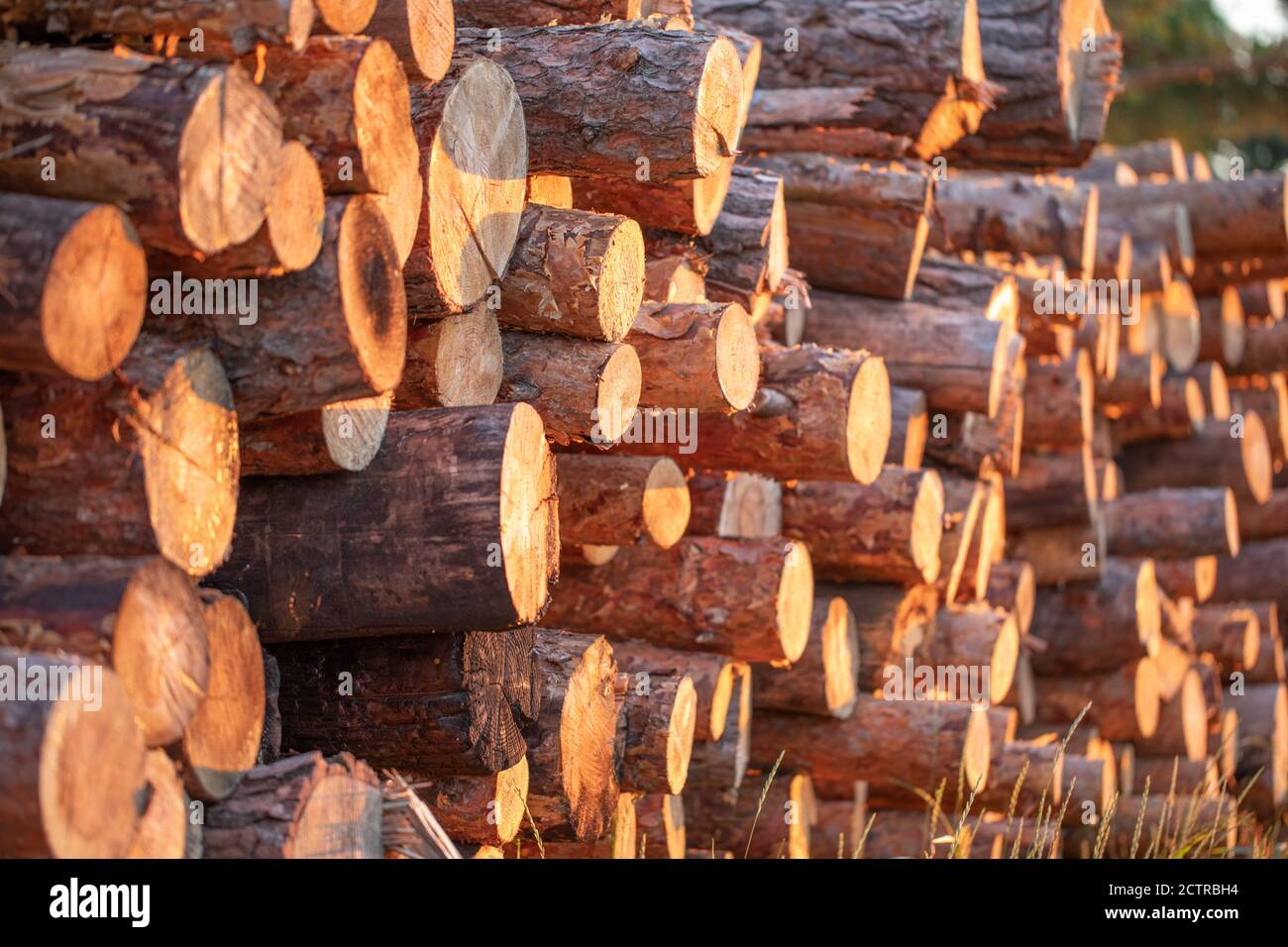 Wood logs extracted from the pine forest lie on a pile Stock Photo - Alamy
