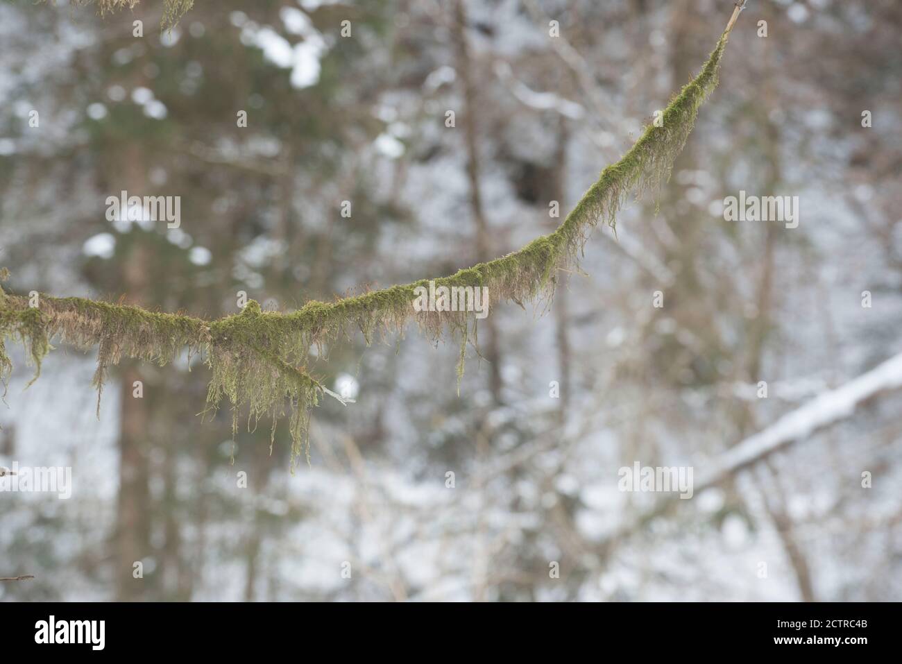lichen growing on a tree, symbiotic relation between organisms in ...