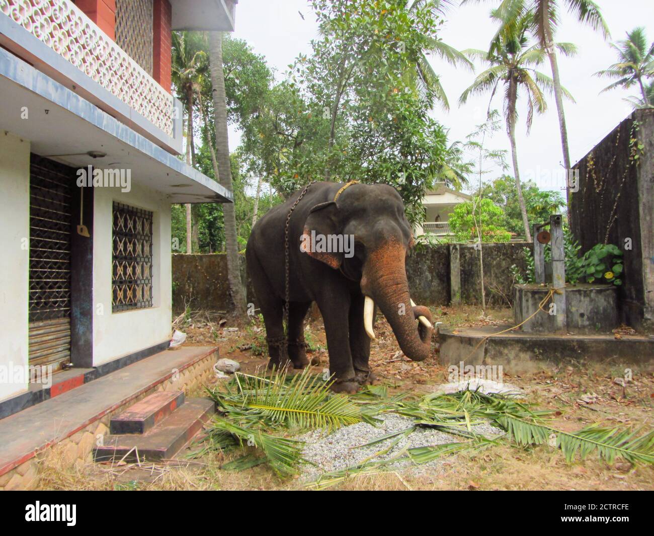 a grey indian elephant in the Hampi region in India Stock Photo - Alamy