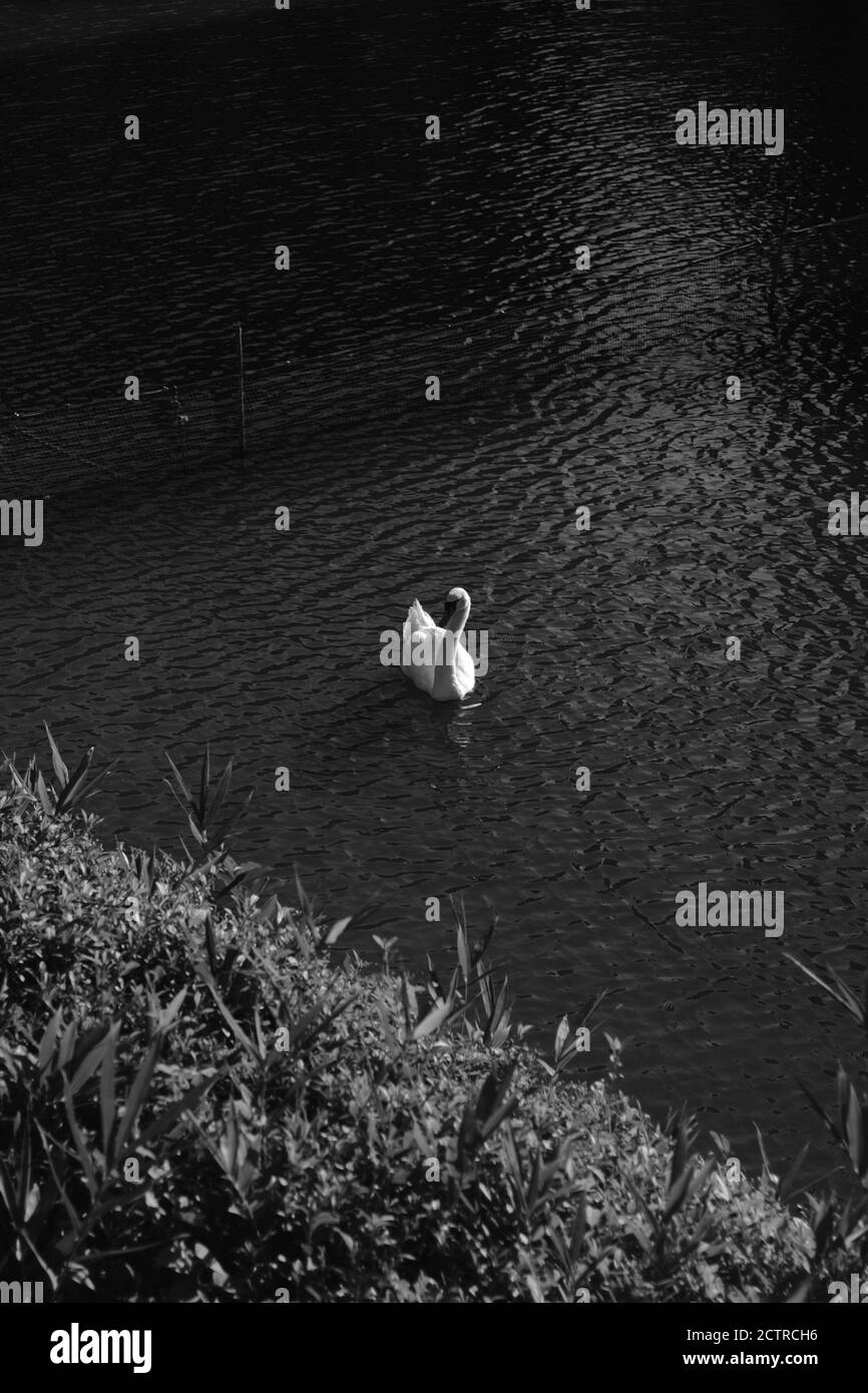 Vertical grayscale shot of a swan swimming in the lake Stock Photo - Alamy