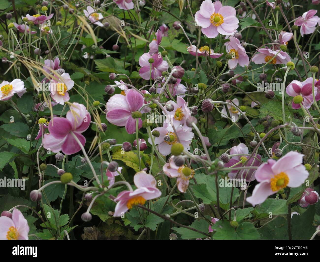 A mass of flowering pink Japanese anemones in an autumn border in the ...