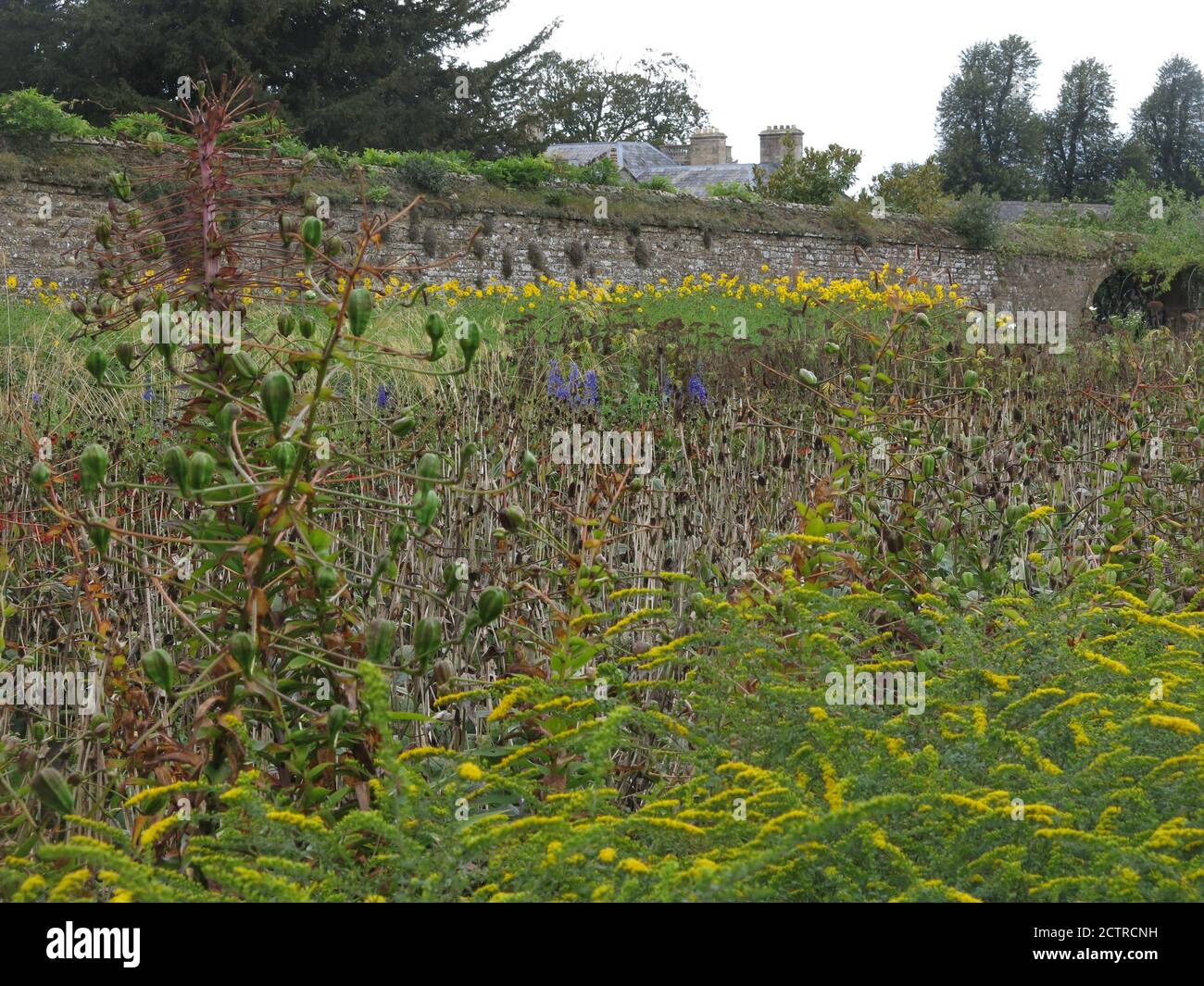 An autumn planting scheme of colourful perennials in the walled garden ...