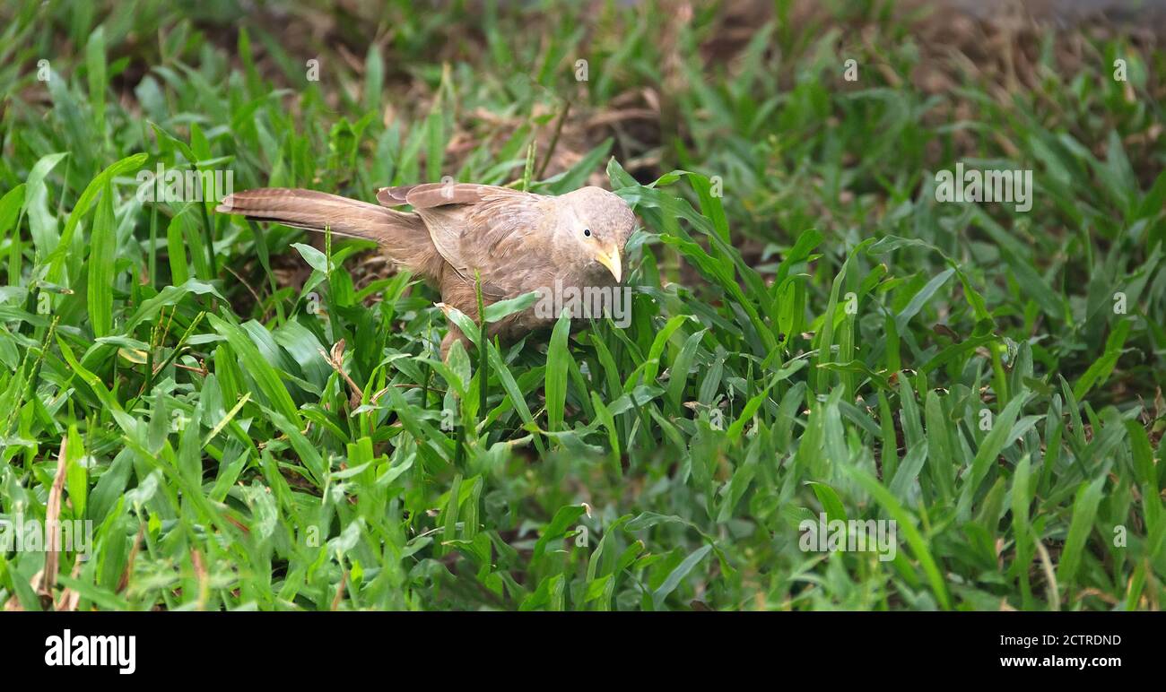 Ceylon Rufous Babbler (Turdoides rufescens) collects food on the lawn ...