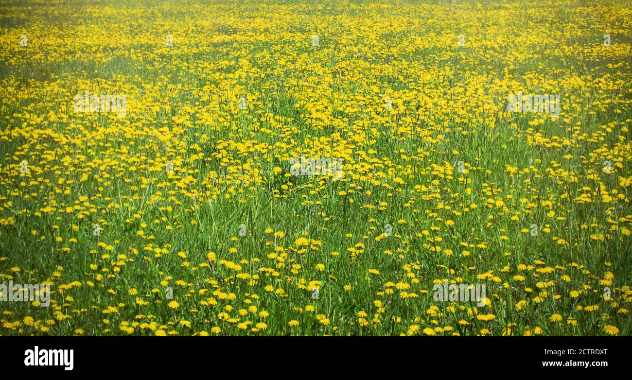The most massive and visible flower of spring is dandelion or blowball ...