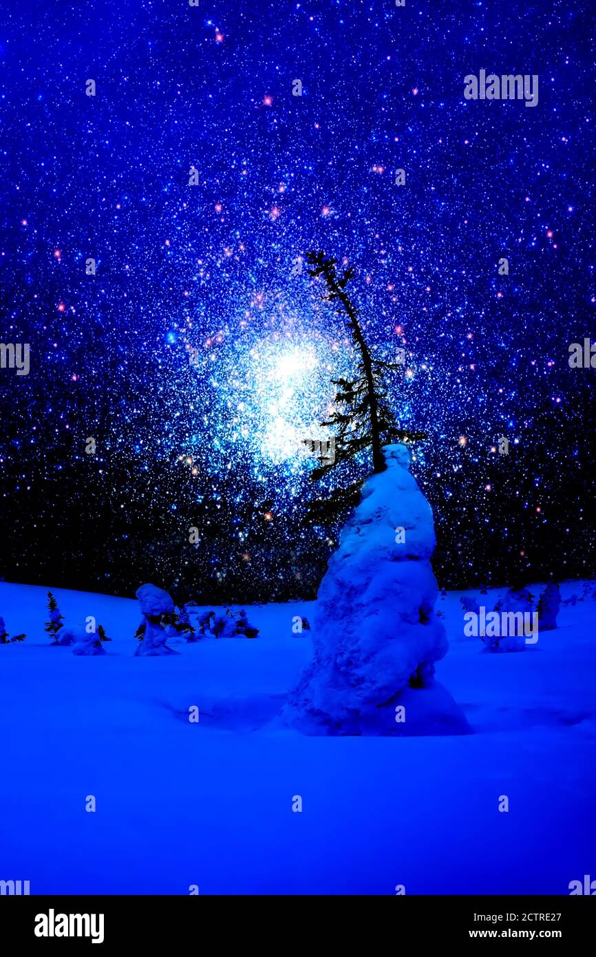 It's a harsh North. Cold stars in a dark blue sky and snow tree. Arctic ...