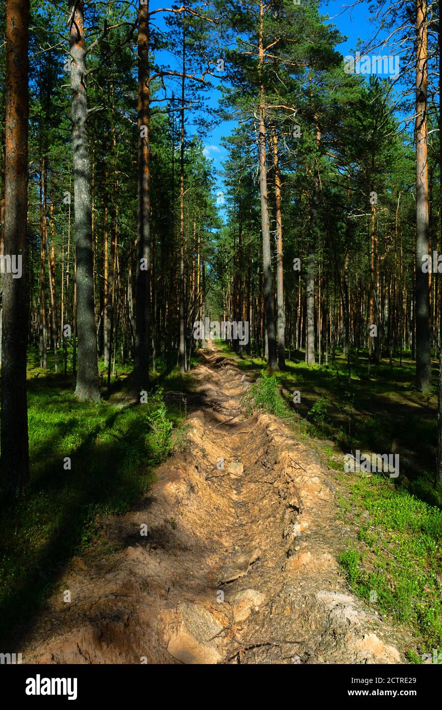 Forest protection strip passes through pine forest and is designed stop ...