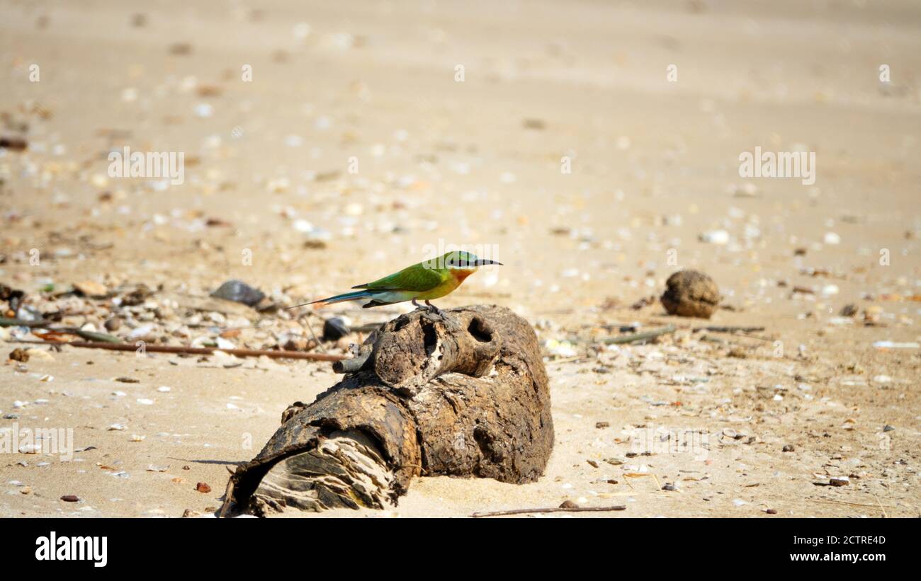 Blue-tailed Bee-eater (Merops philippinus) sits on a beautiful root ...