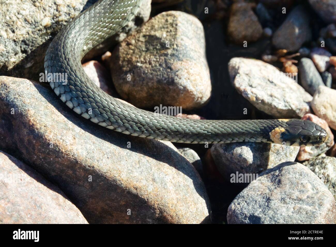 Common Grass-snake (Natrix natrix) from the East Baltic sea coast ...