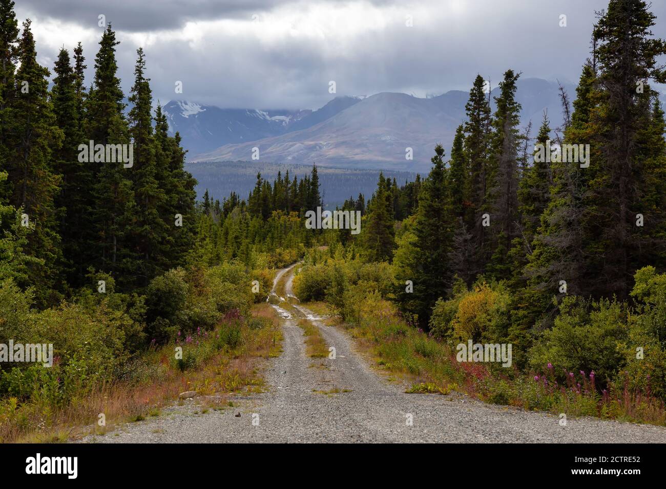 Dirt road leading into the forest hi-res stock photography and images ...