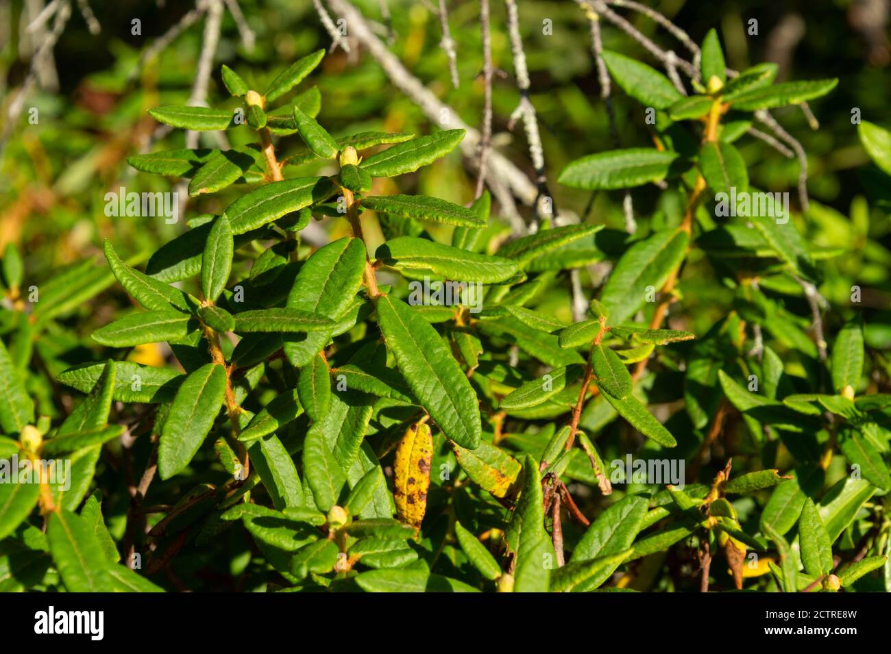 Labrador tea plant hi-res stock photography and images - Alamy