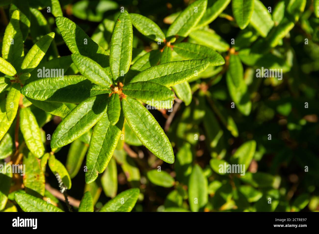 Labrador Tea Plant High Resolution Stock Photography and Images - Alamy