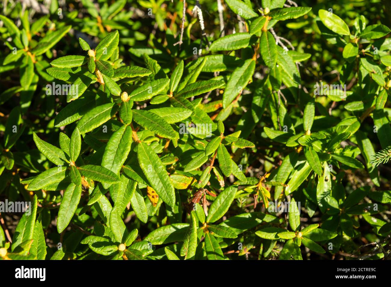 Labrador Tea Plant High Resolution Stock Photography and Images - Alamy