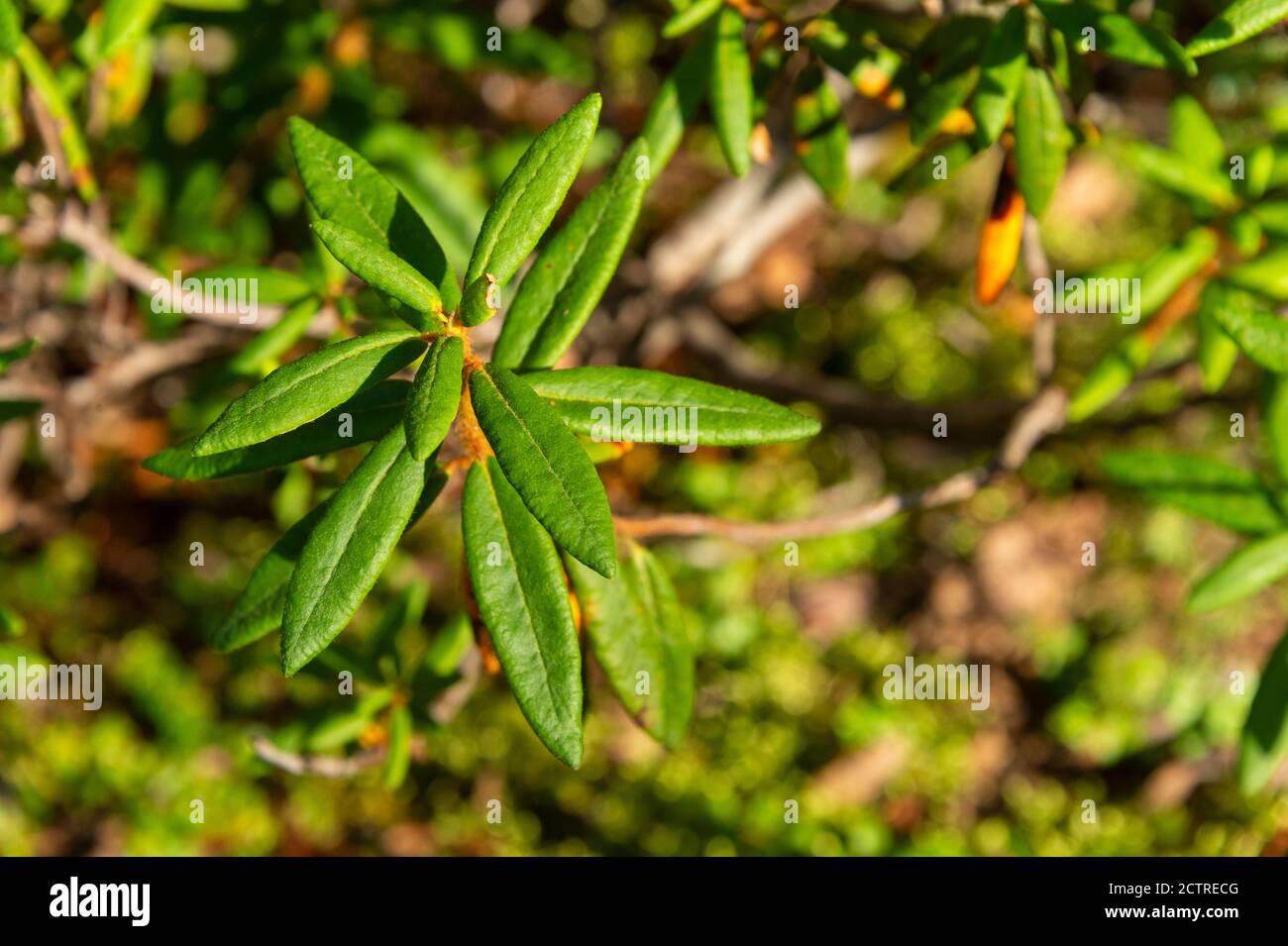 Labrador tea plant hi-res stock photography and images - Alamy