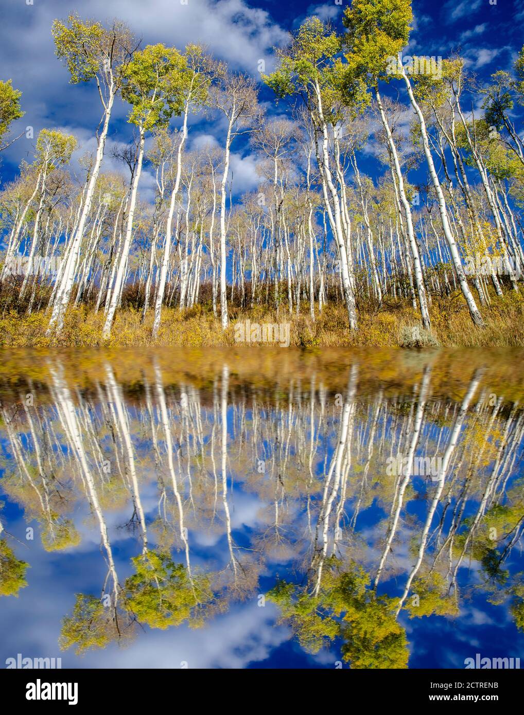 Colorado photography rocky mountain national park foliage hi-res stock ...