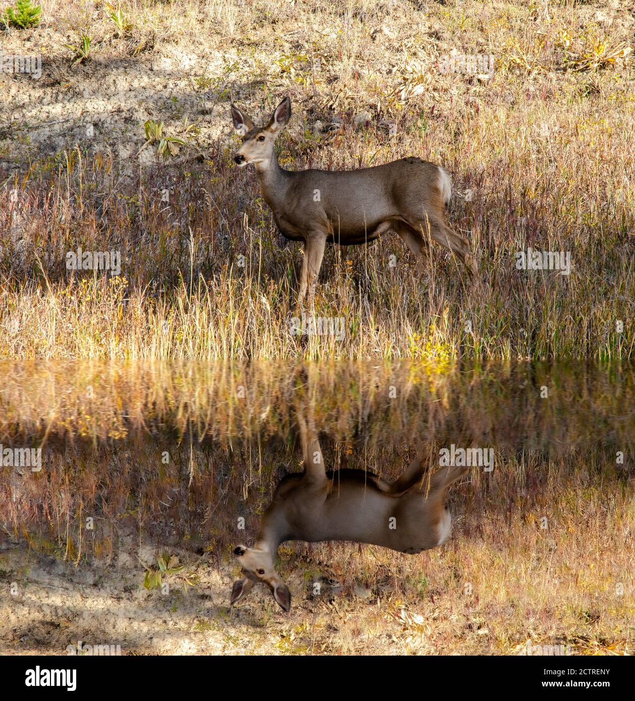 Wildlife: Deer Reflection, Mirror Lake Reflection, Teton Range of Grand ...