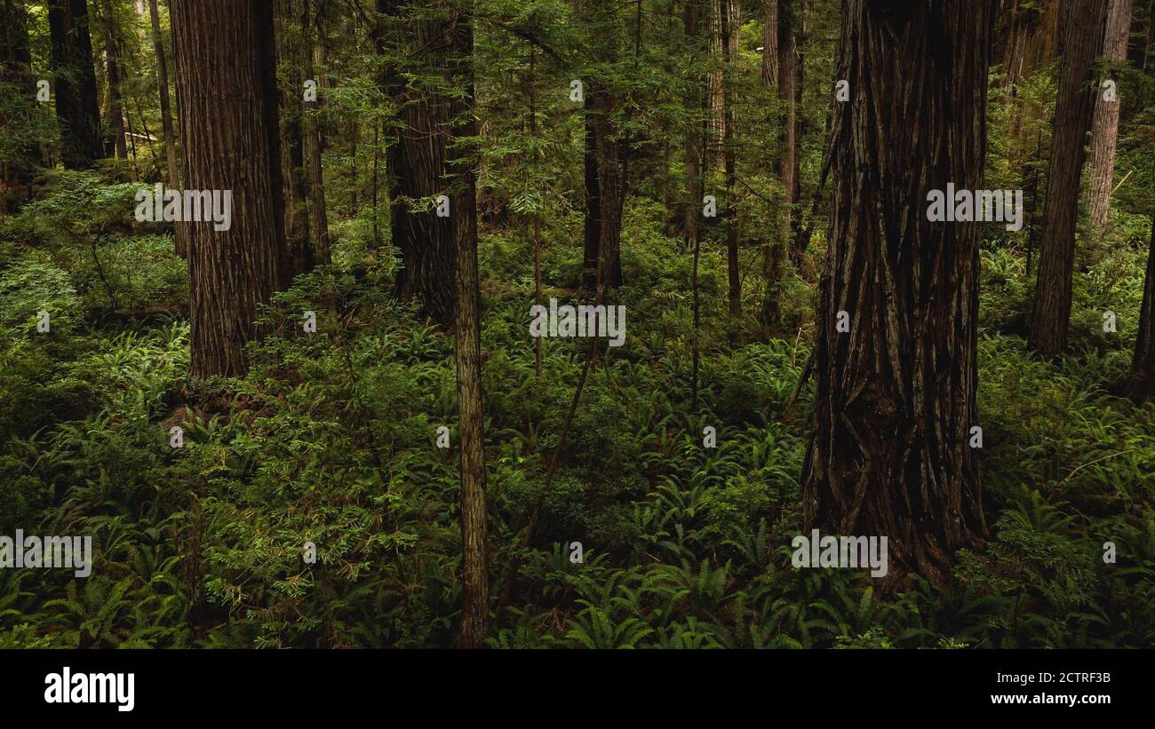 View looking through beautiful redwood trees in Redwood State and ...