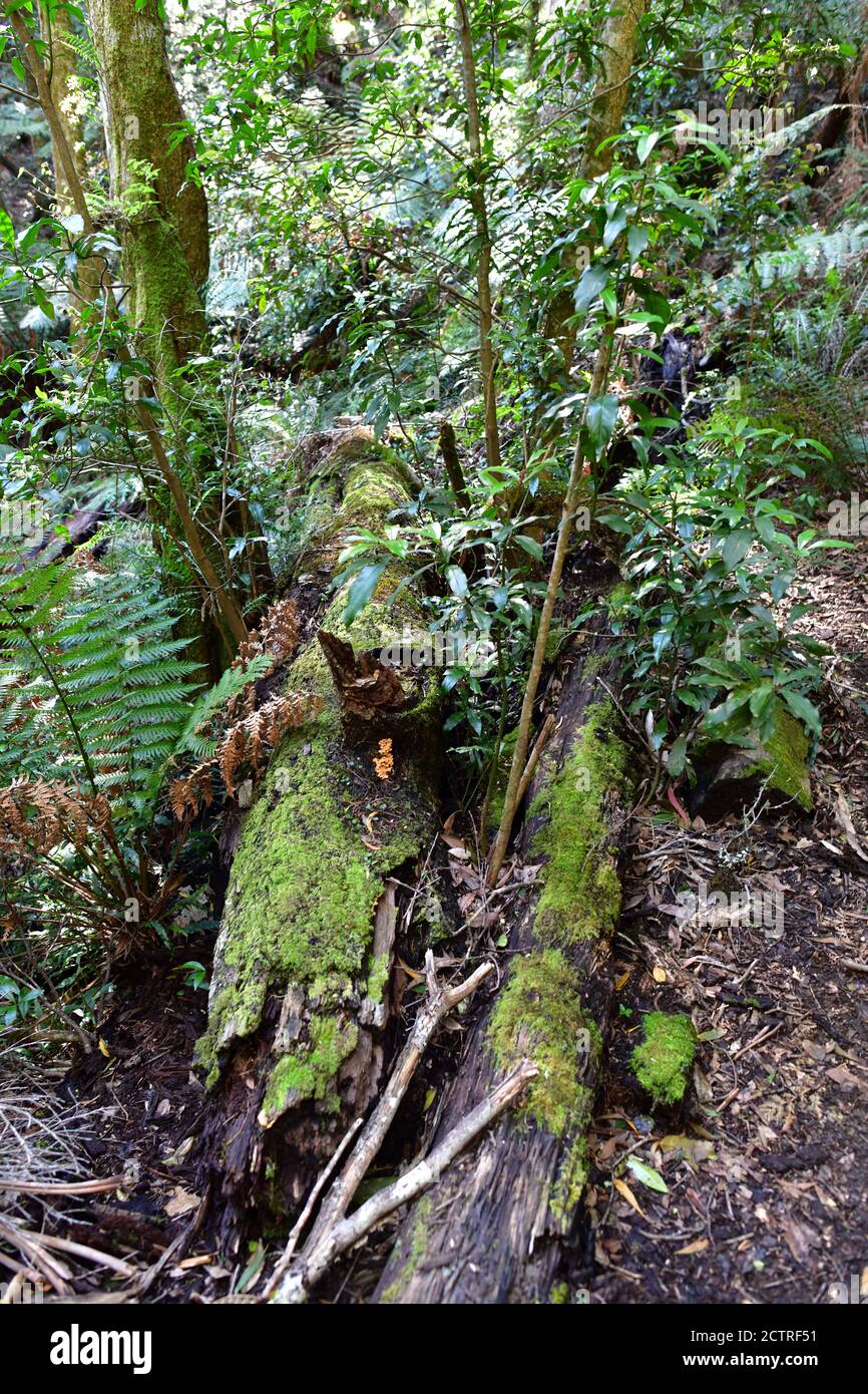 Nsw rainforest trees green hi-res stock photography and images - Alamy