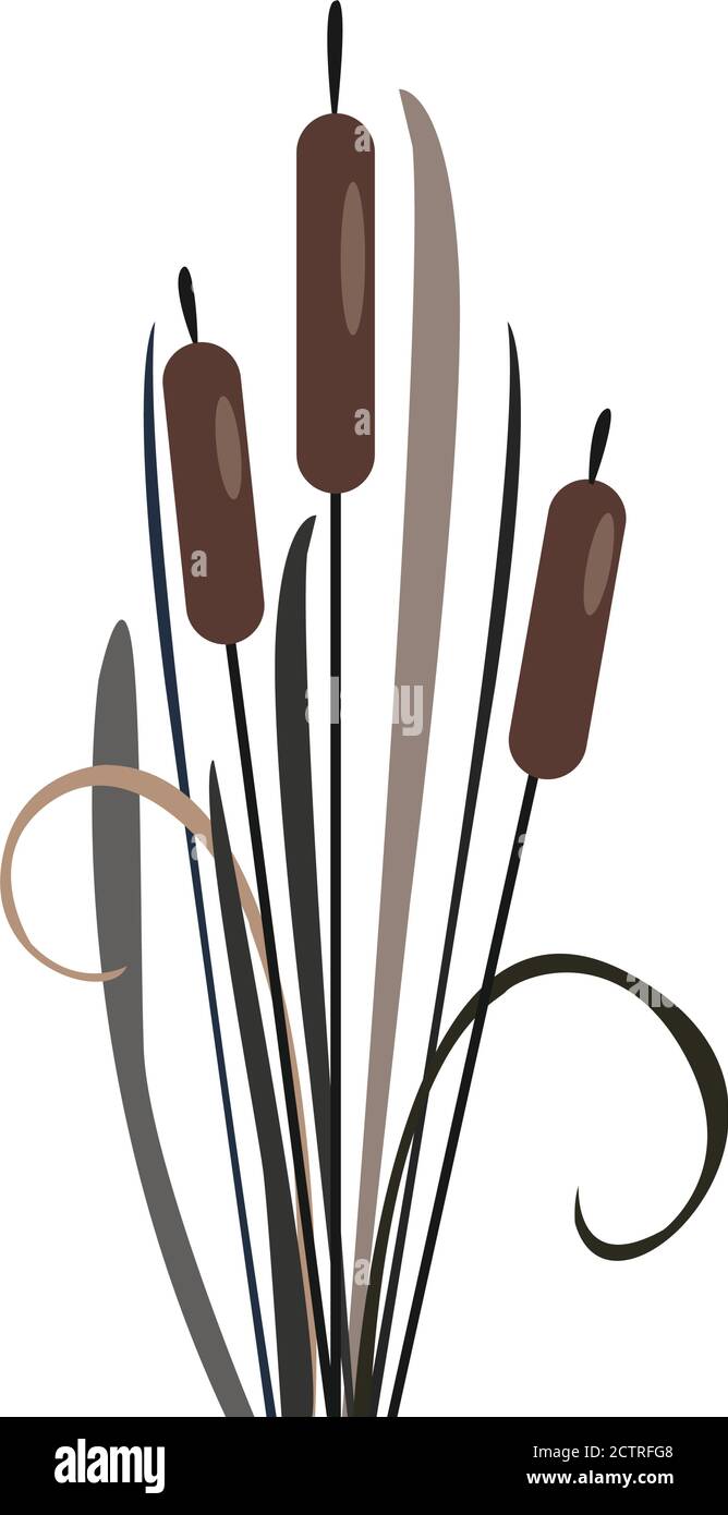 Bush of Swamp Reed on a Lake. vector Illustration Stock Vector Image ...