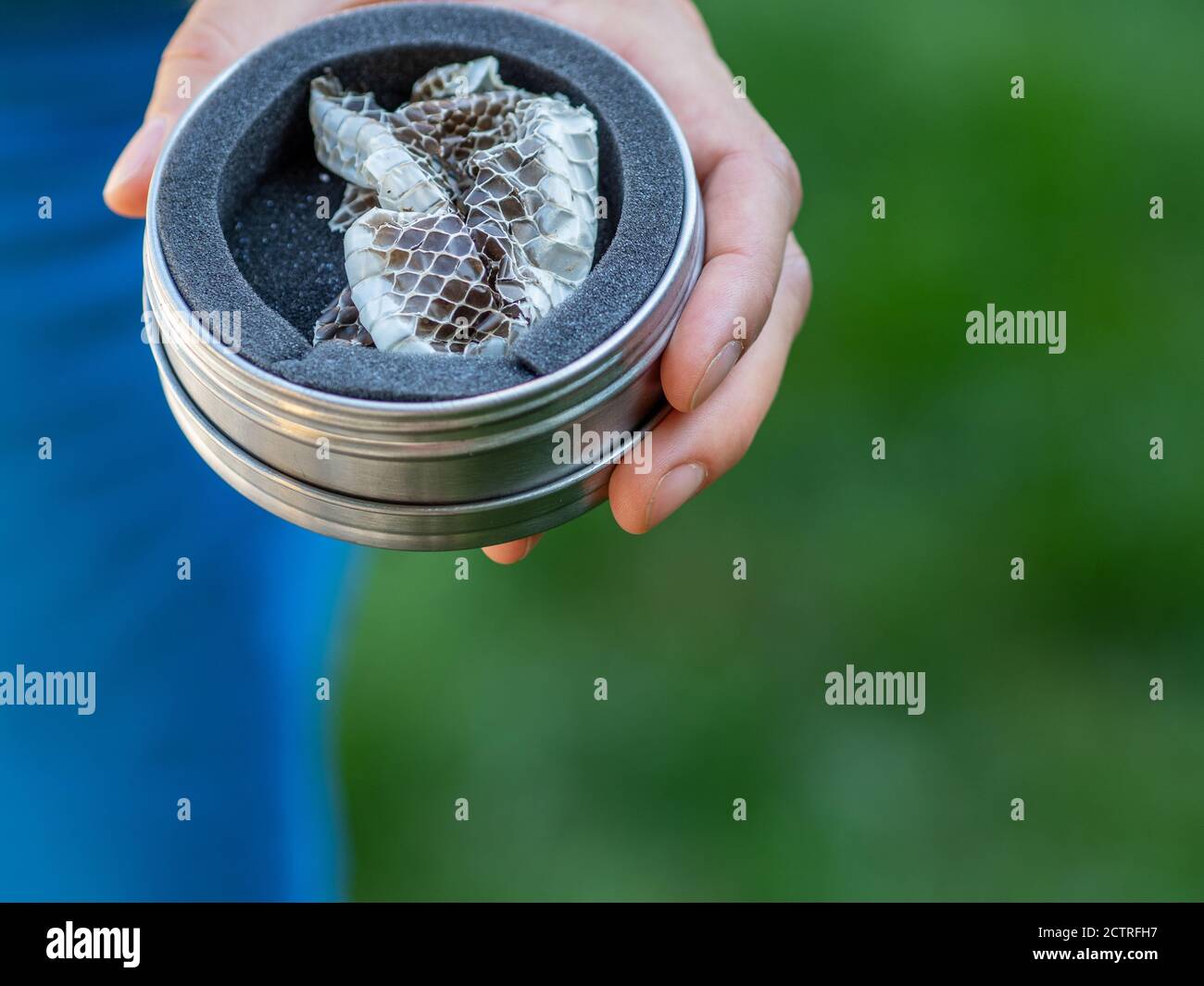 Hands holding container with shed skin of grass snake (natrix natrix ...
