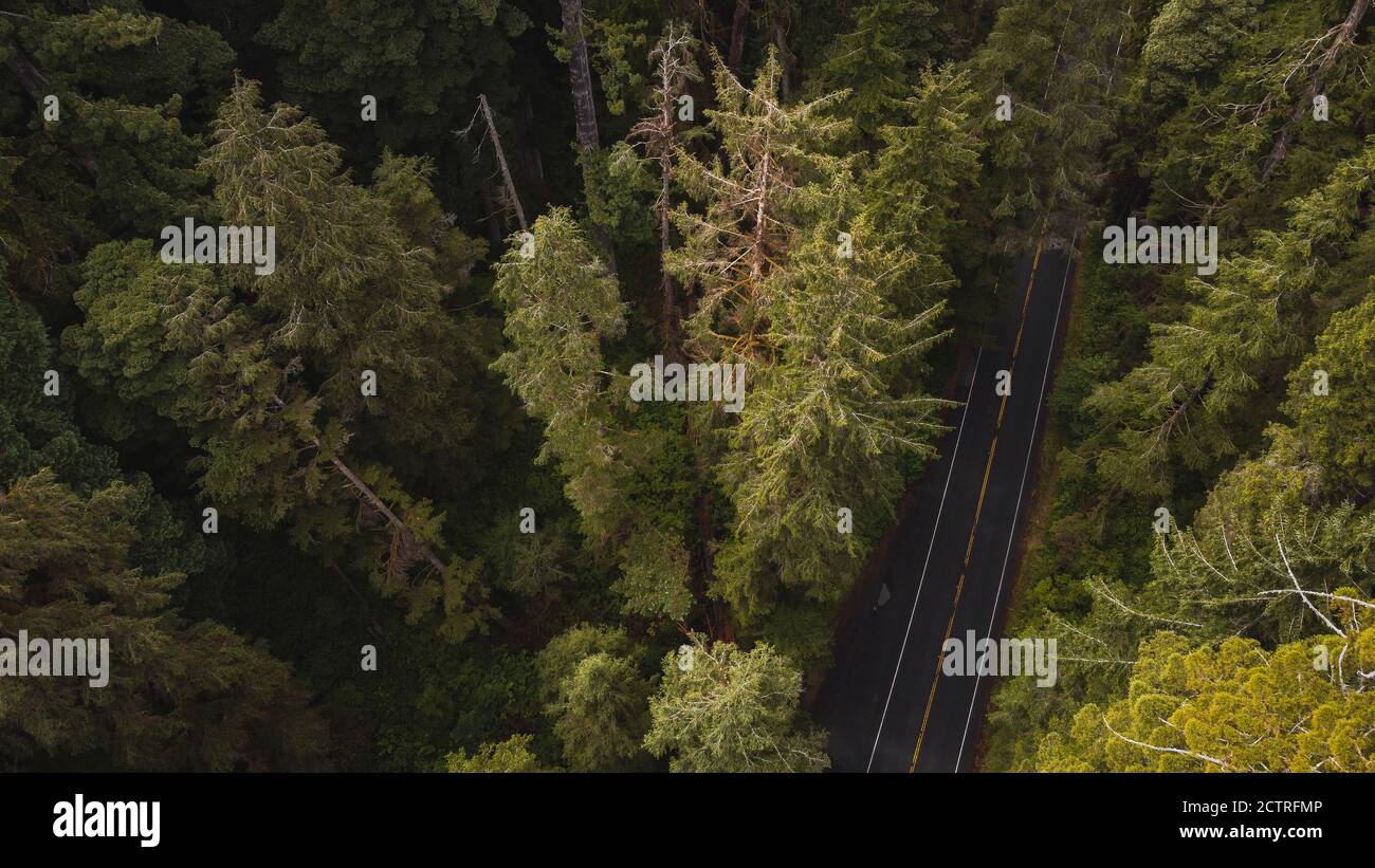 California redwood forest aerial hi-res stock photography and images ...