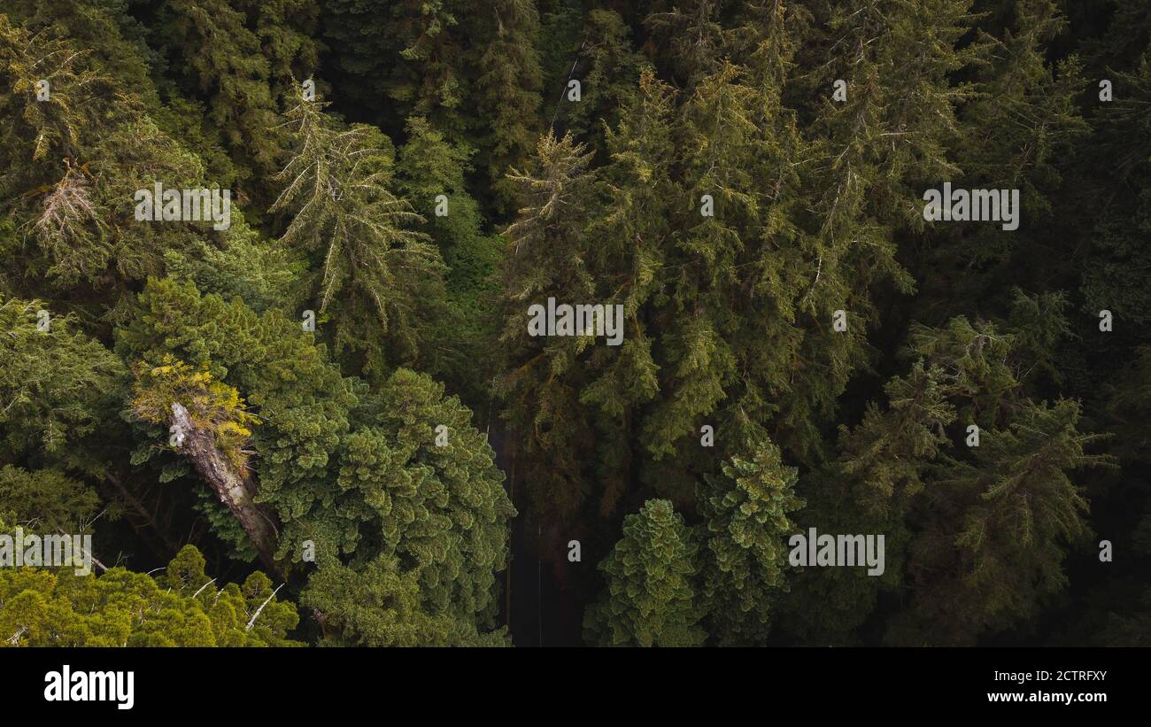 View looking through beautiful redwood trees in Redwood State and ...