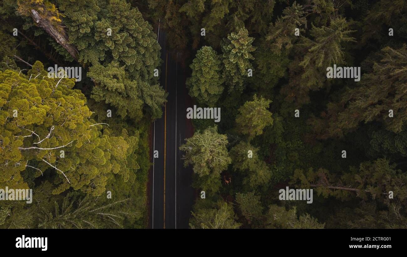 California redwood forest aerial hi-res stock photography and images ...