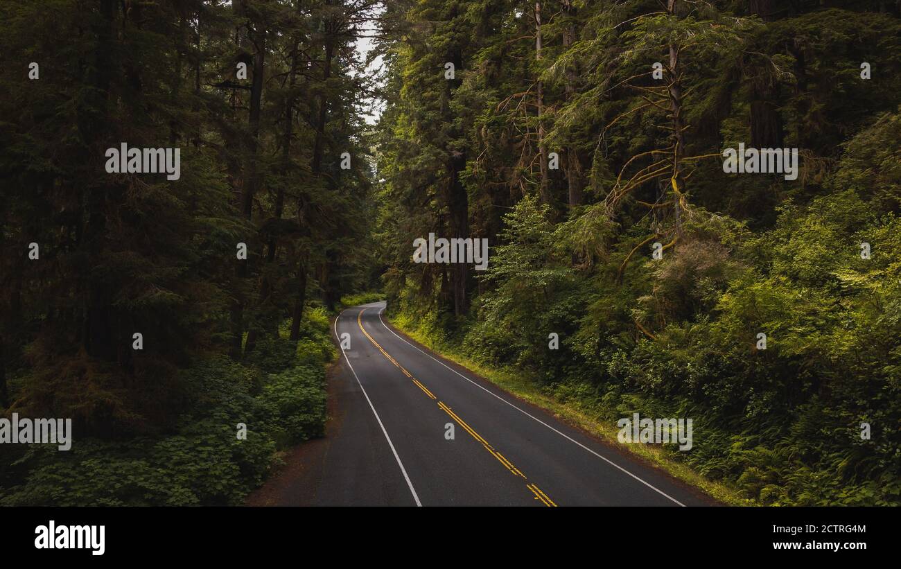 Aerial View of Giant Redwood Trees on Newton B. Drury Scenic Parkway ...