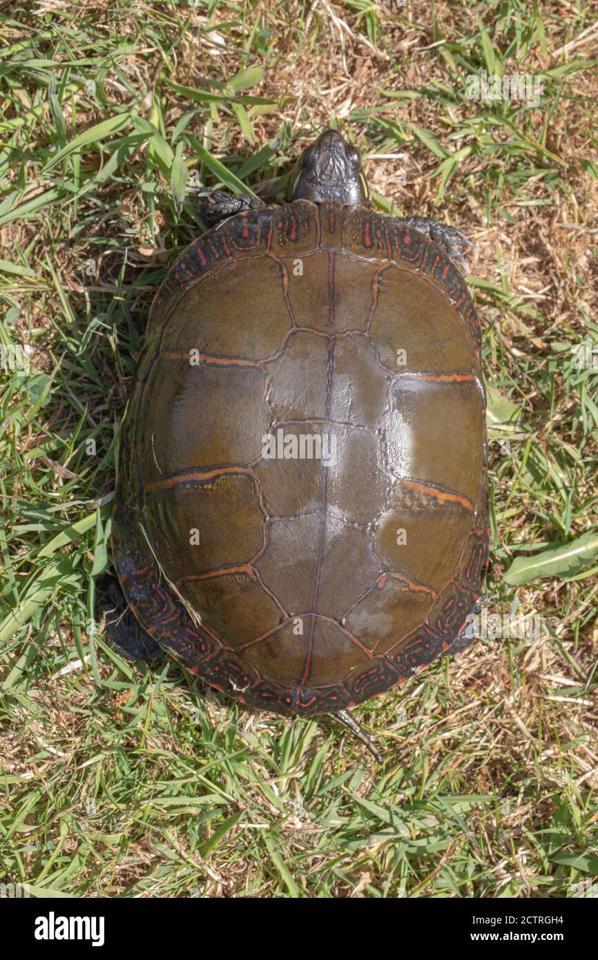 Identify hi-res stock photography and images - Alamy