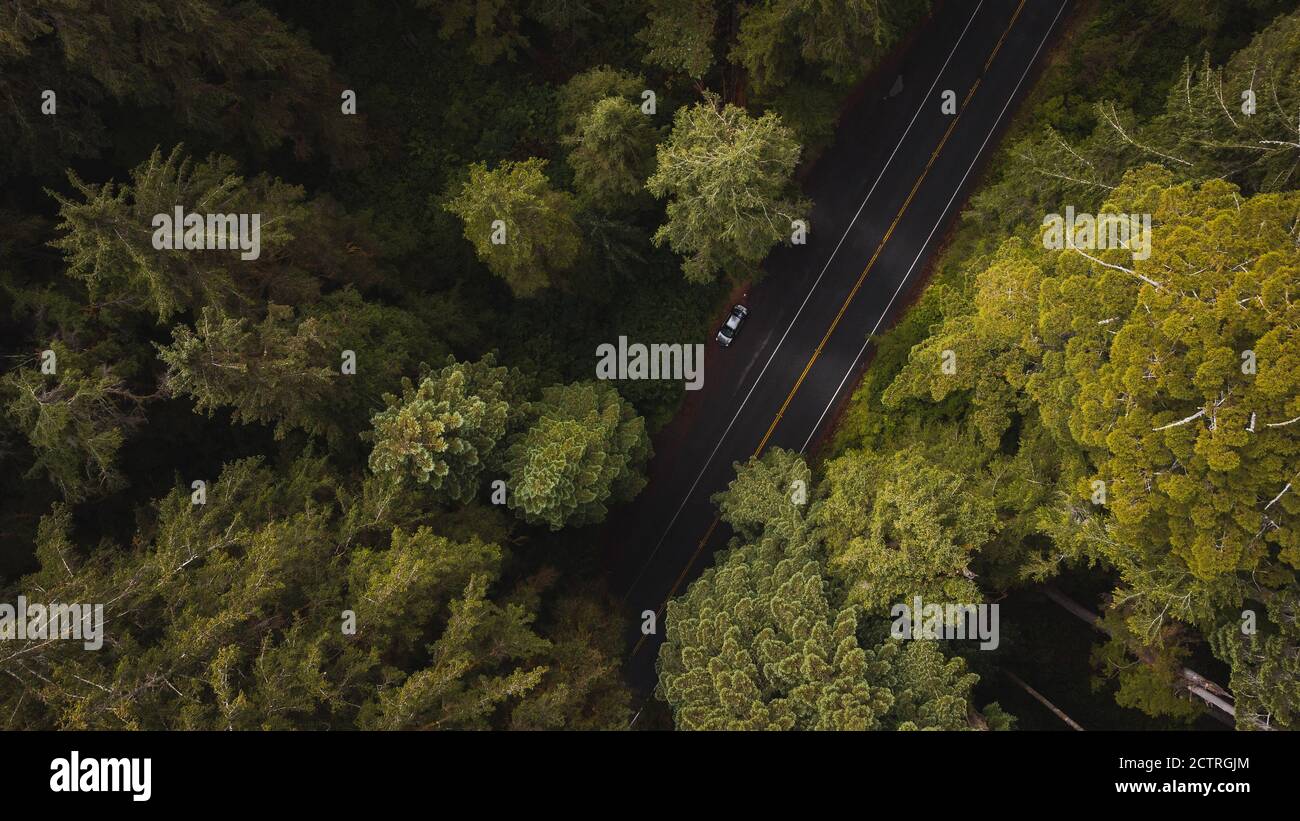 Aerial View Giant Redwood Trees & vehicle car on Newton B. Drury Scenic ...