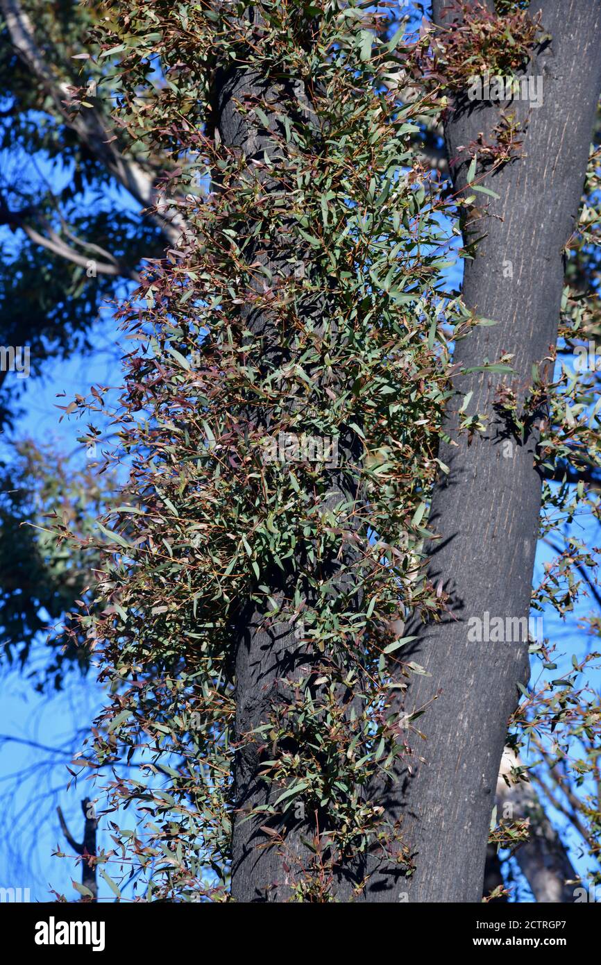 A tree scorched in the Australian bushfires of December 2019 Stock ...