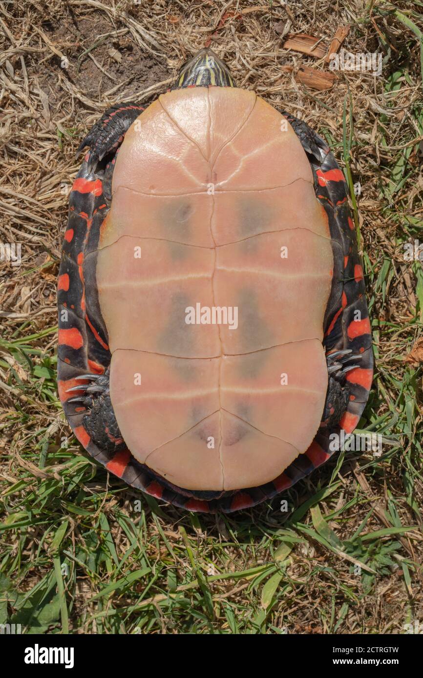 Midland Painted Turtle (Chrysemys picta marginata). Ventral view of ...