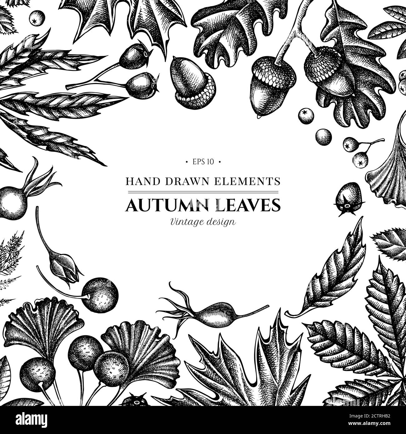 Design with black and white fern, dog rose, rowan, ginkgo, maple, oak ...