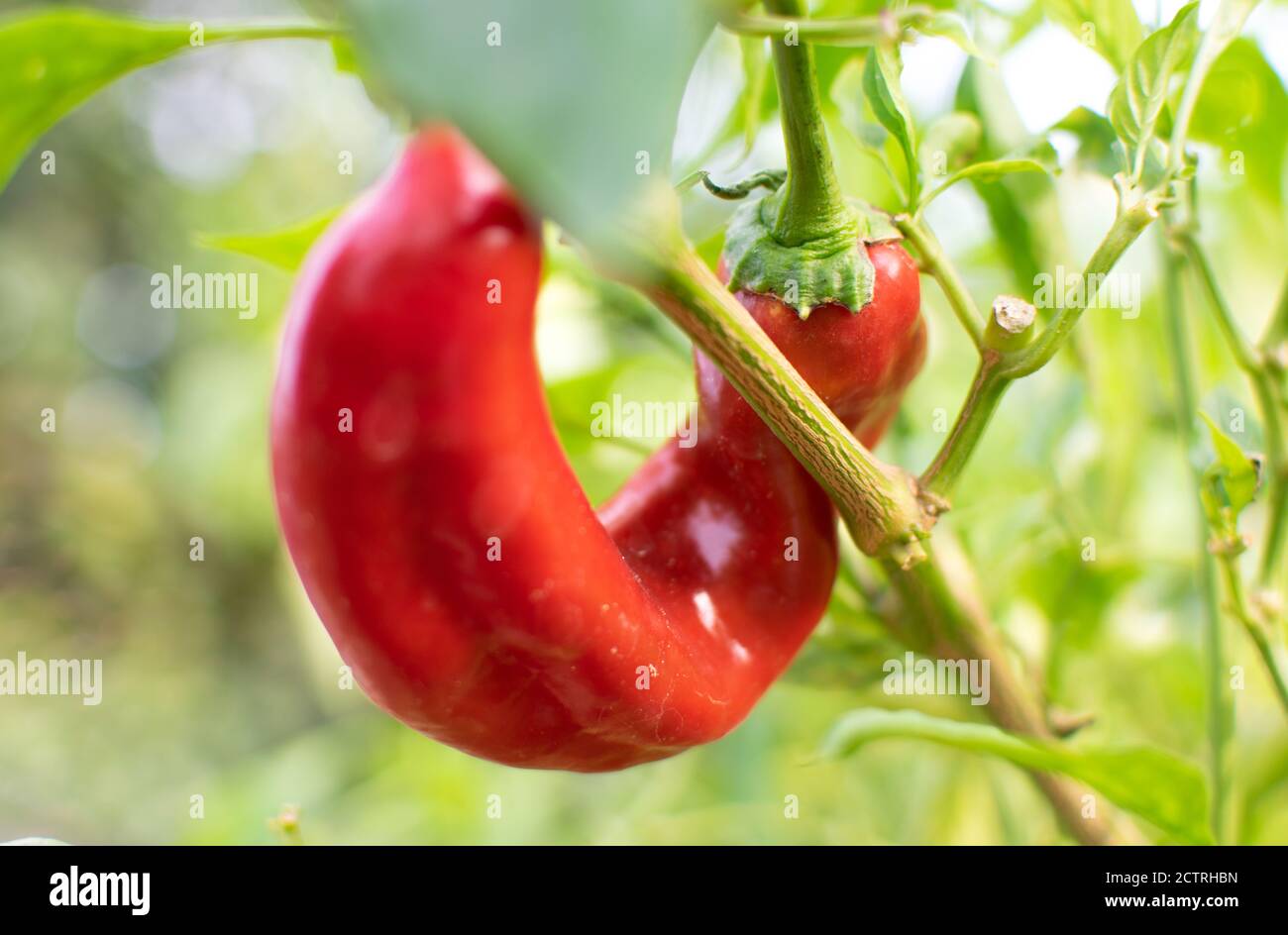 Italian red pepper hanging from plant growing in ecological local farm ...