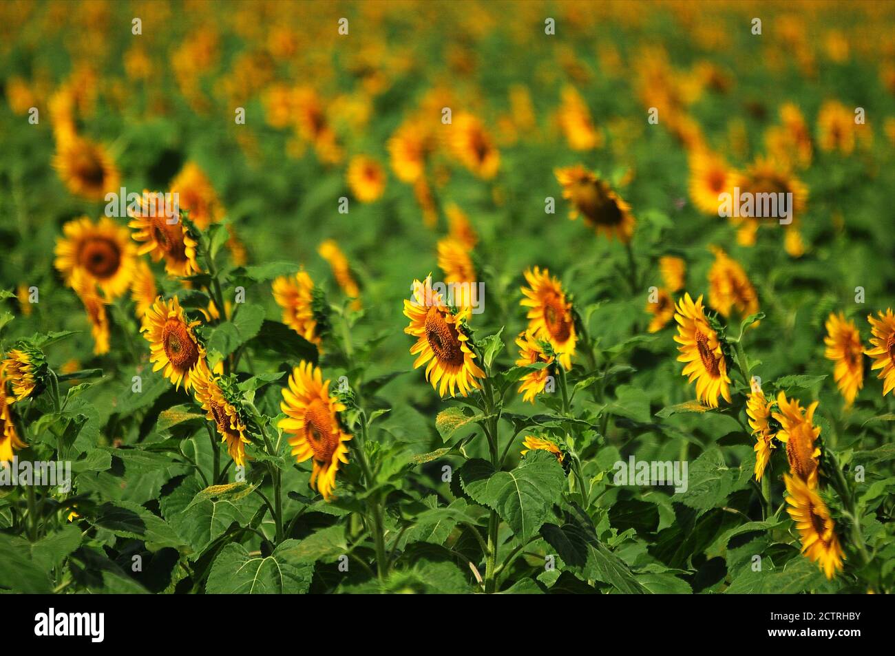 sunflower field in Limpopo, South Africa Stock Photo - Alamy