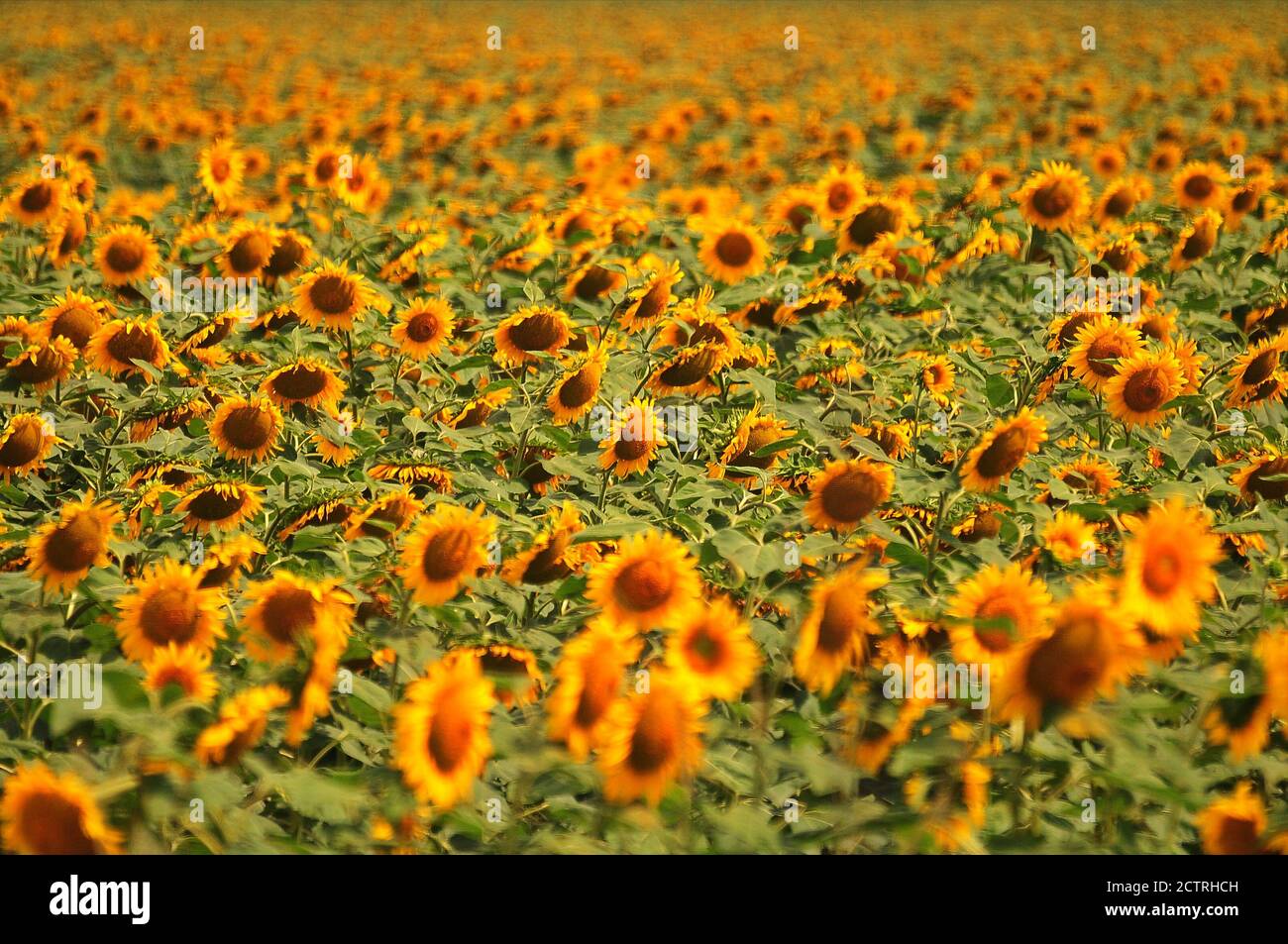 sunflower field in Limpopo, South Africa Stock Photo - Alamy