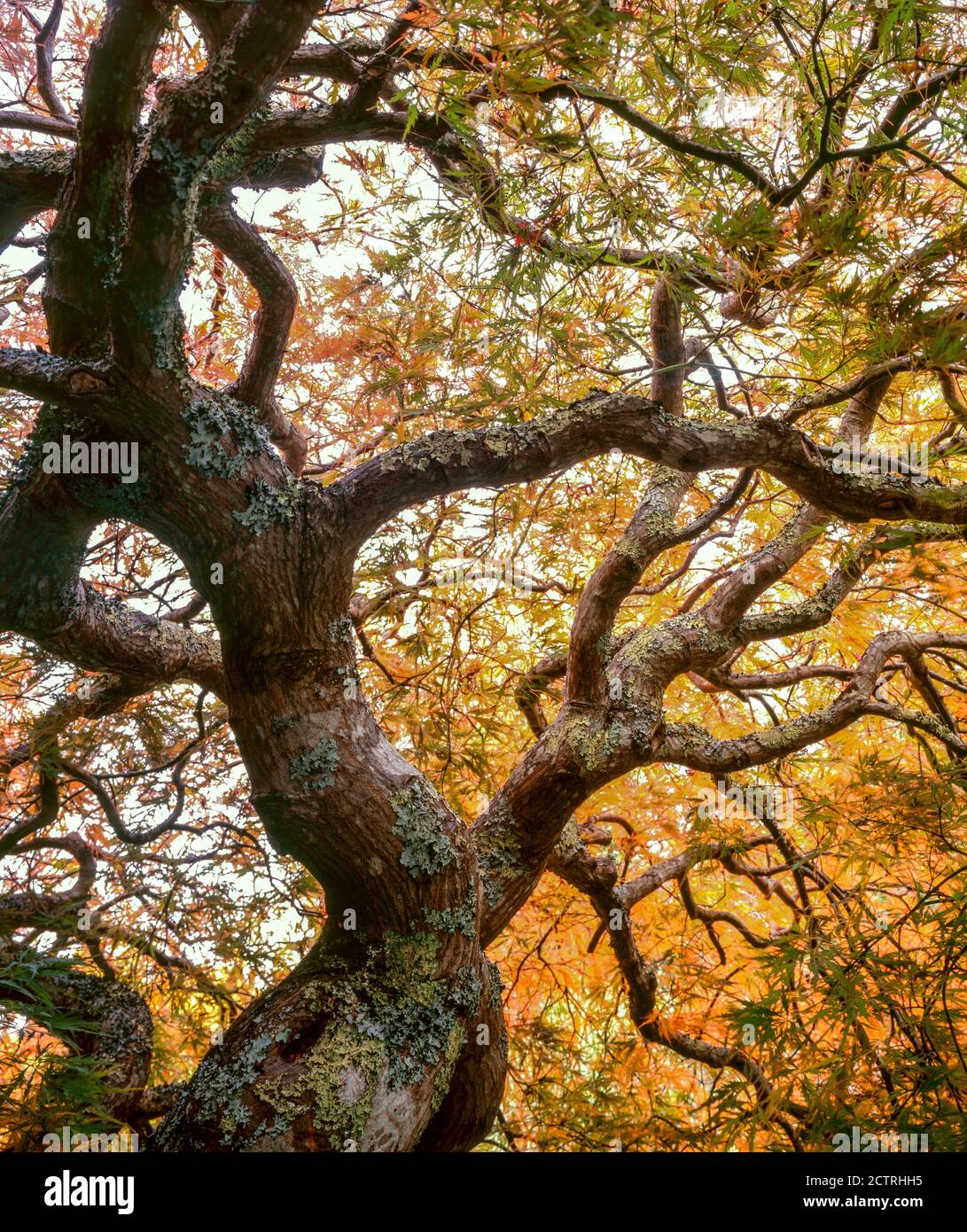 Autumn, Japanese Maple, Lace Leaf, Acer Palmatum, Fern Canyon Garden ...