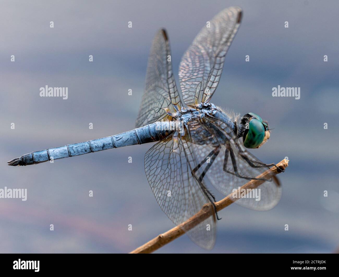 Blue Dragonfly Sitting On Twig Stock Photo - Alamy