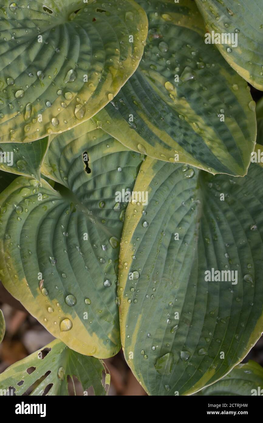 Plantain Lily, Hosta sp., rain drops on ribbed, veined, ovate outline ...