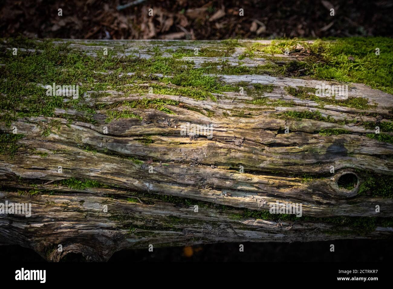 Texture of Mossy Log laying on forest floor Stock Photo - Alamy