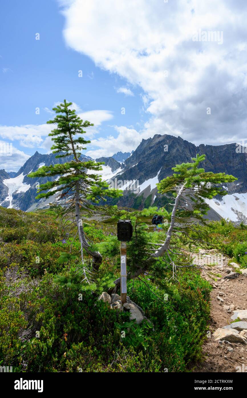 Trail Counter tracks wildlife and hiker numbers in Washington ...