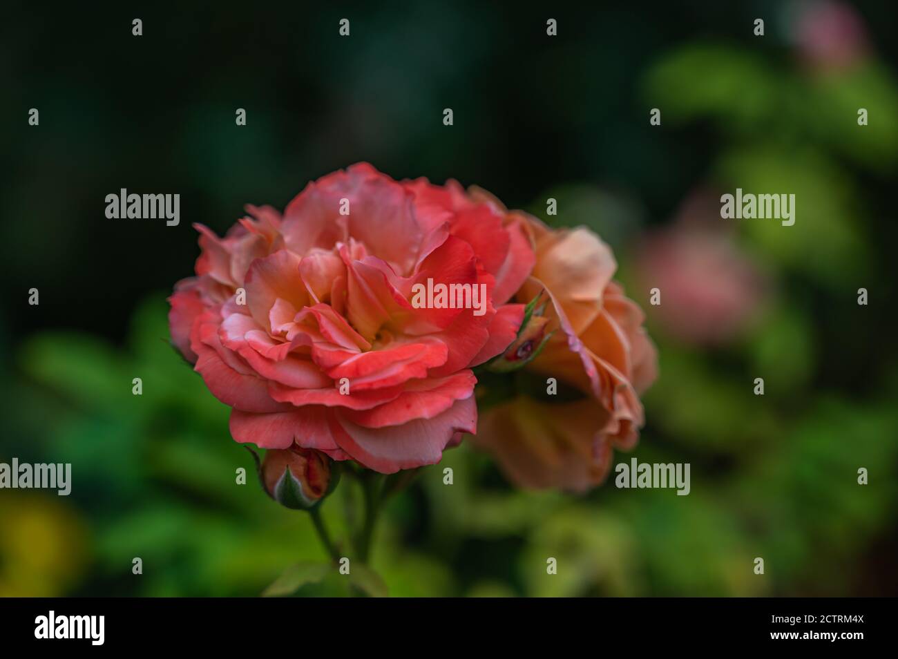 Selective focus of the blossomed beautiful pink roses Stock Photo - Alamy