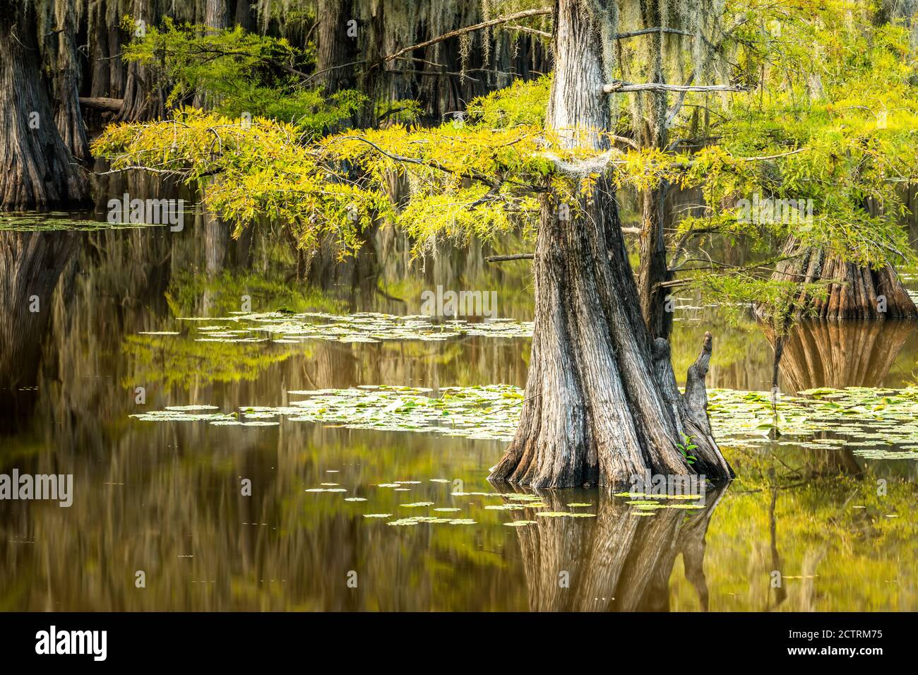 Texas cypress tree hi-res stock photography and images - Alamy