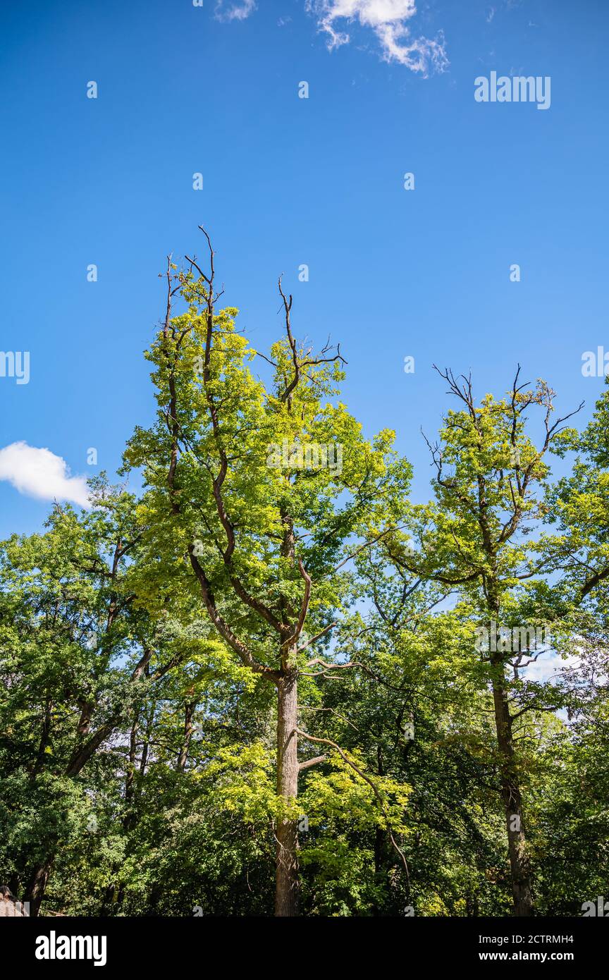 Beautiful tall trees gleaming under the blue sky in the park Stock ...