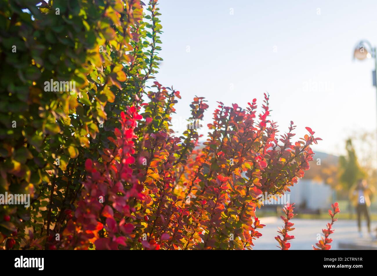 Purple Leaves On Bush Of Thunberg's Barberry, Berberis Thunbergii, The ...