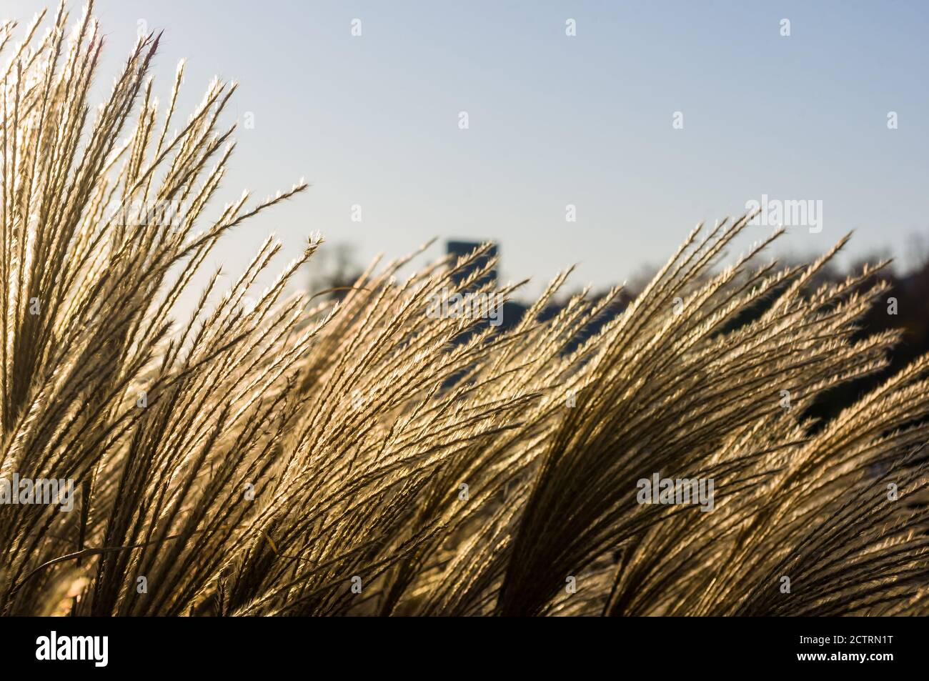 Chinese Silver Grass, Maiden Grass, Miscanthus chinese, Miscanthus ...