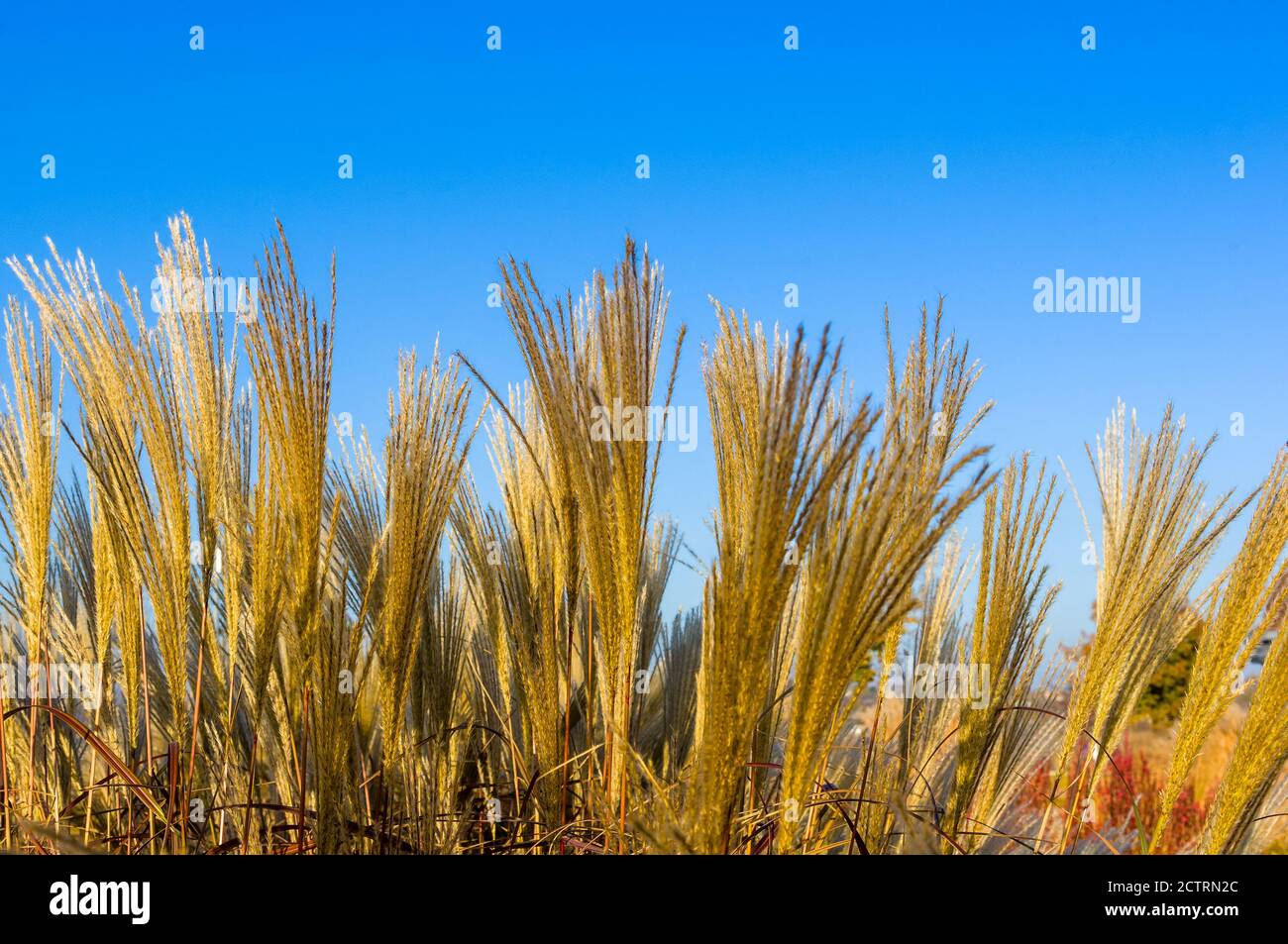Chinese Silver Grass, Maiden Grass, Miscanthus chinese, Miscanthus ...