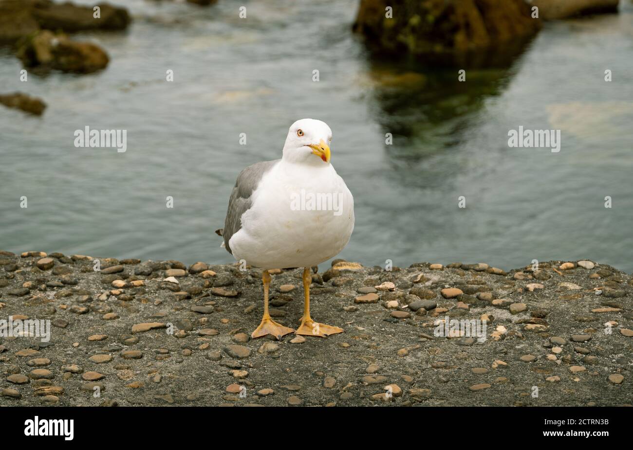 Closeup of a Yellow-legged Gull on rocks near the sea at daytime Stock ...
