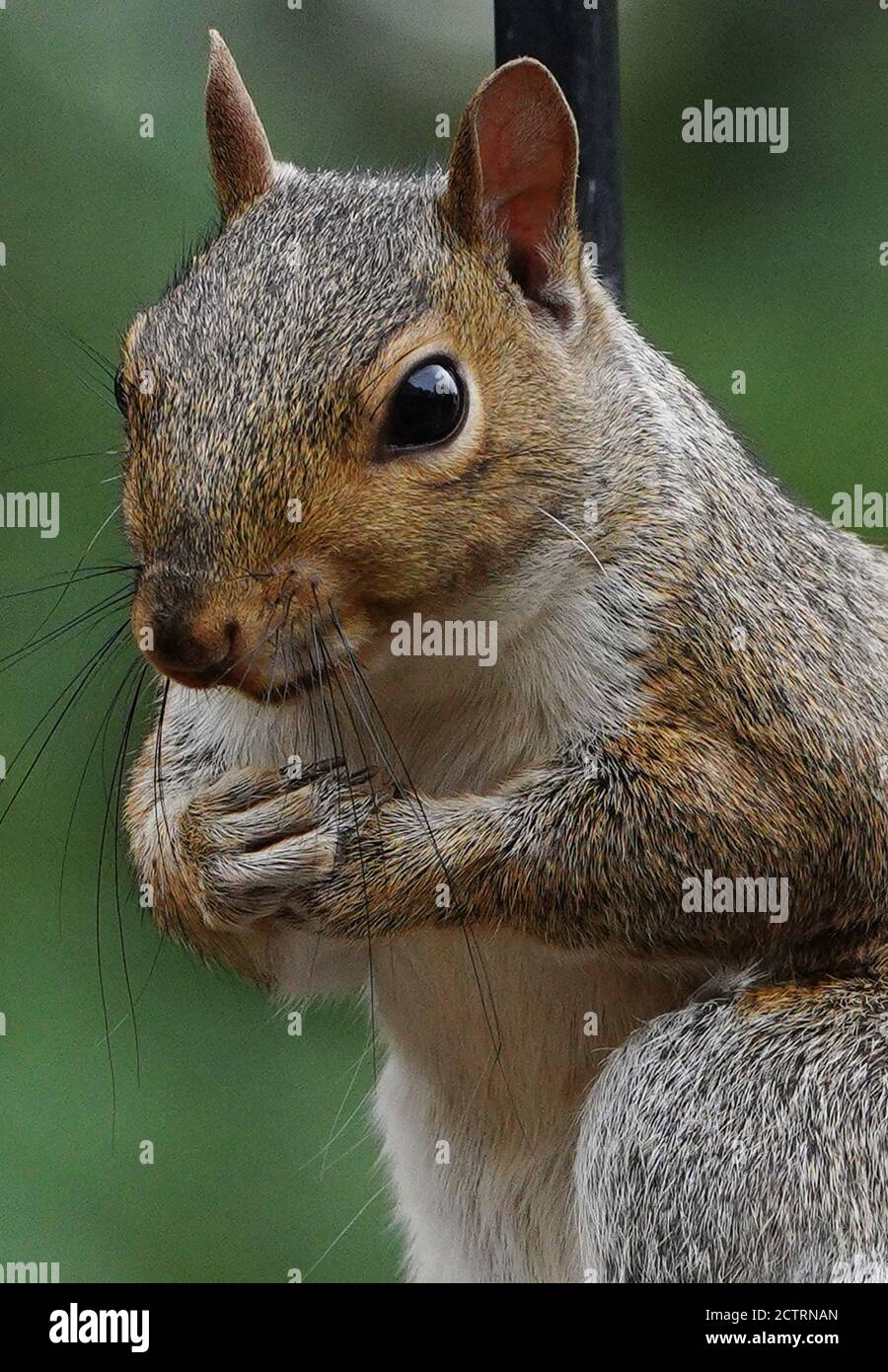 Paws together hi-res stock photography and images - Alamy